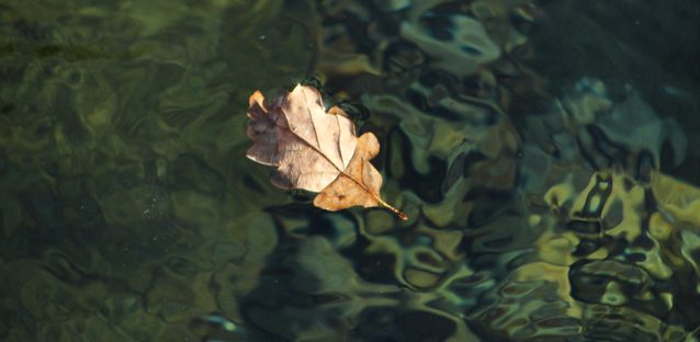 wild life under erasure | Georgia Wingfield-Hayes